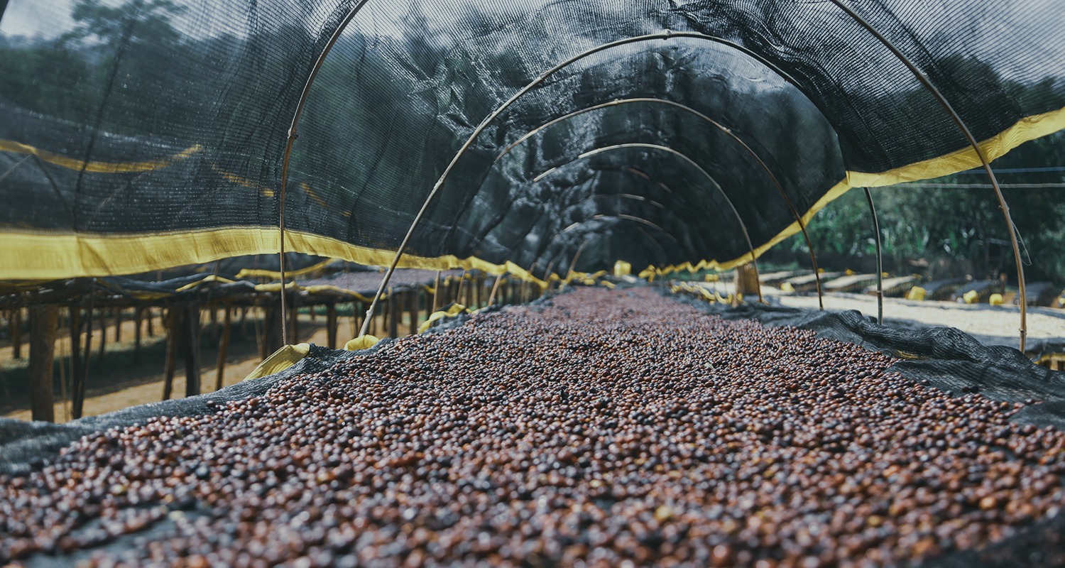 Aricha: the upcoming coffee region in Yirgacheffe - Trabocca